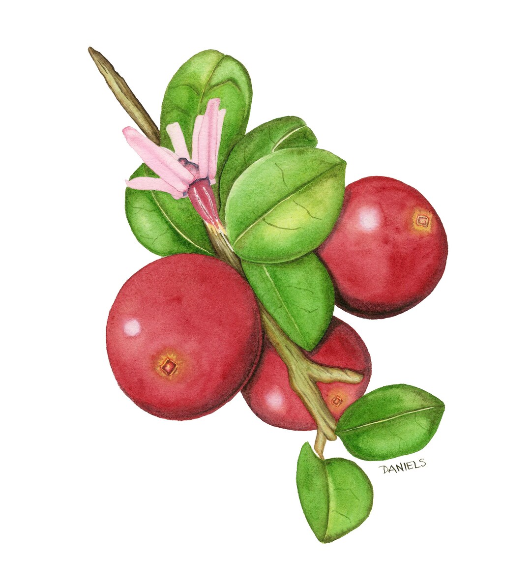 Buy Cranberry Sprig Print, Cranberry Art Print, Cranberry Watercolor ...