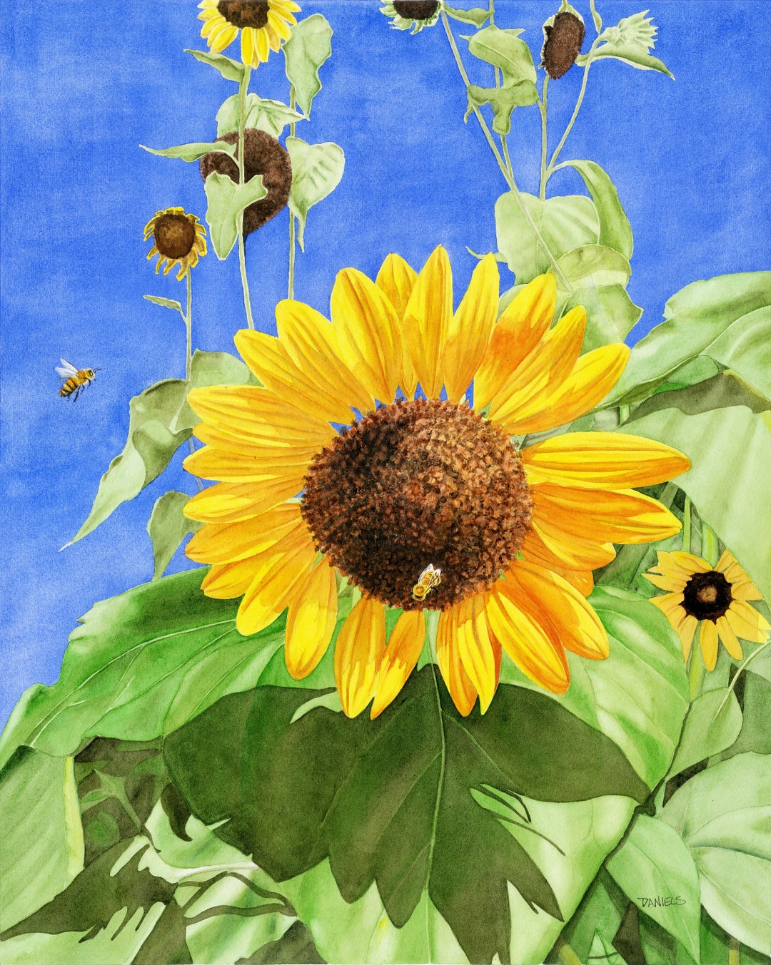 Sunflower With Bees Watercolor, Sunflower Watercolor Print, Floral ...