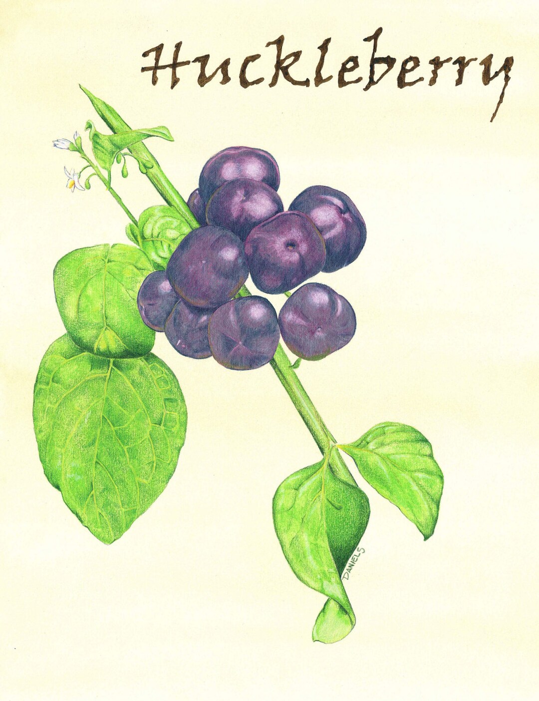 Huckleberry, Huckleberry Print, Kitchen Art, Kitchen Prints, Kitchen ...