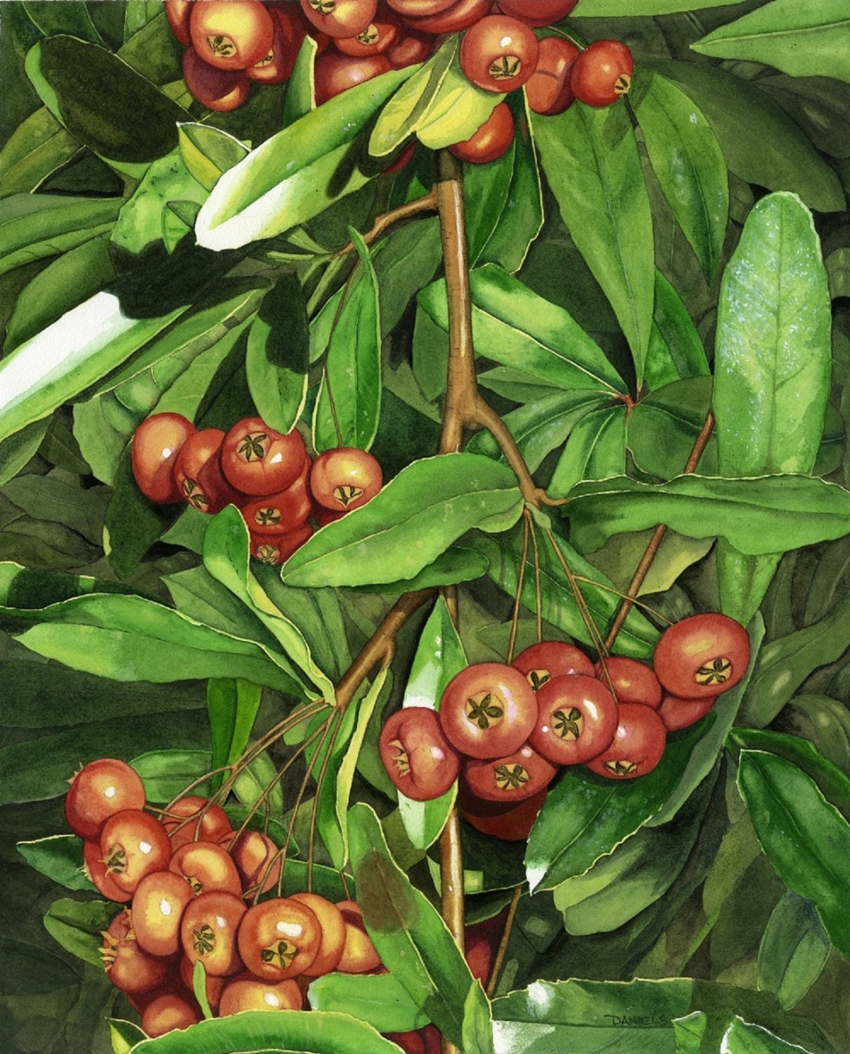 Pyracantha Art Print, Firethorn, Pyracantha Watercolor, Firethorn ...
