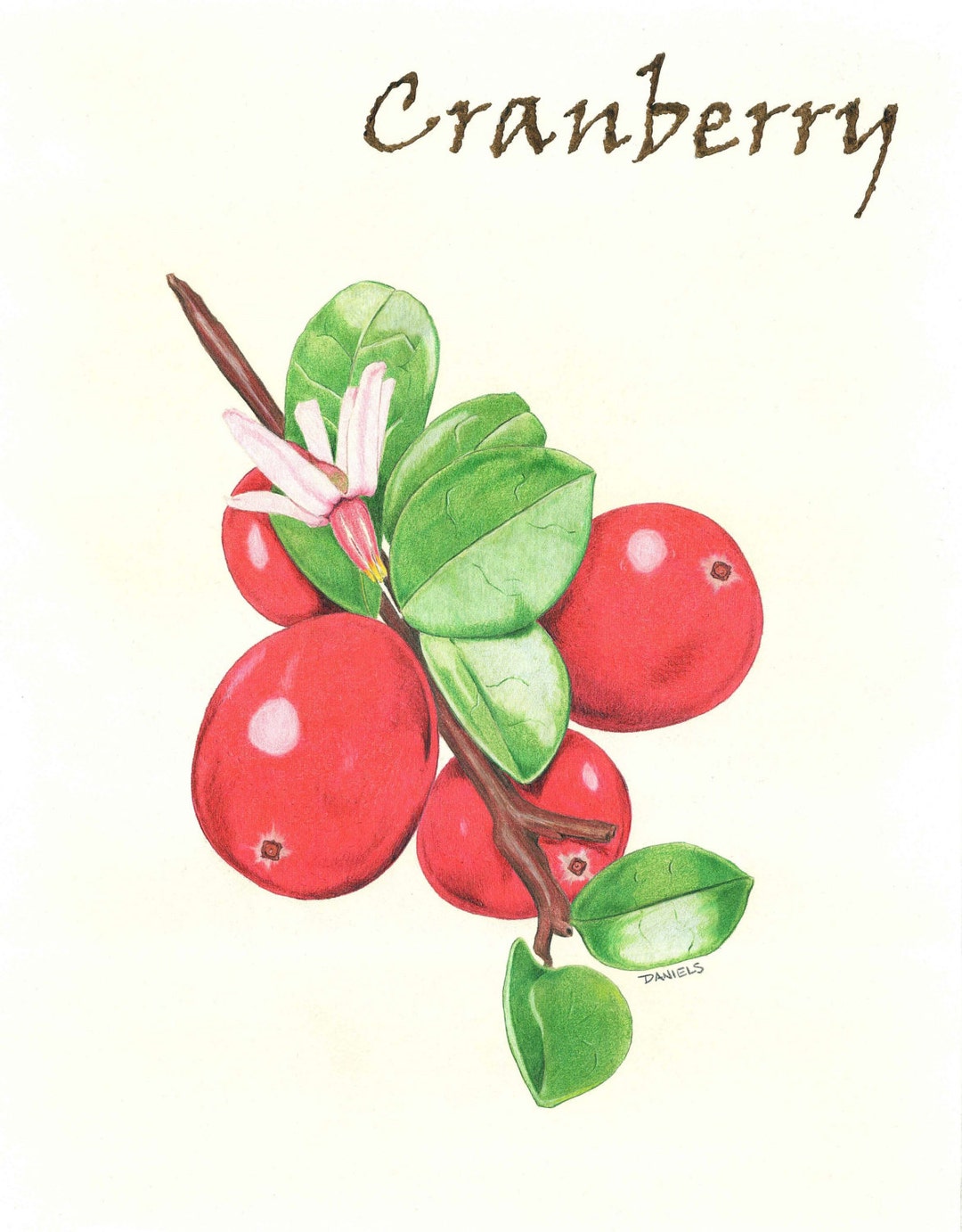 Cranberry Art Print, Kitchen Art Print, Kitchen Decor, Fruit Print ...