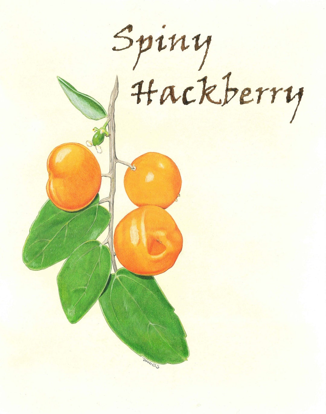 Spiny Hackberry Print, Kitchen Art - Etsy