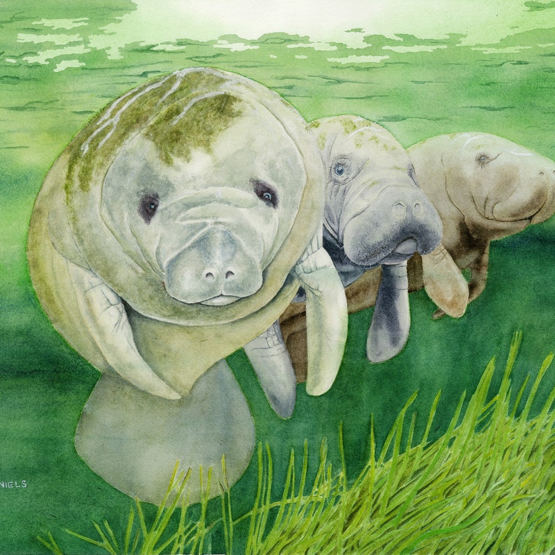 Manatee Art - Etsy