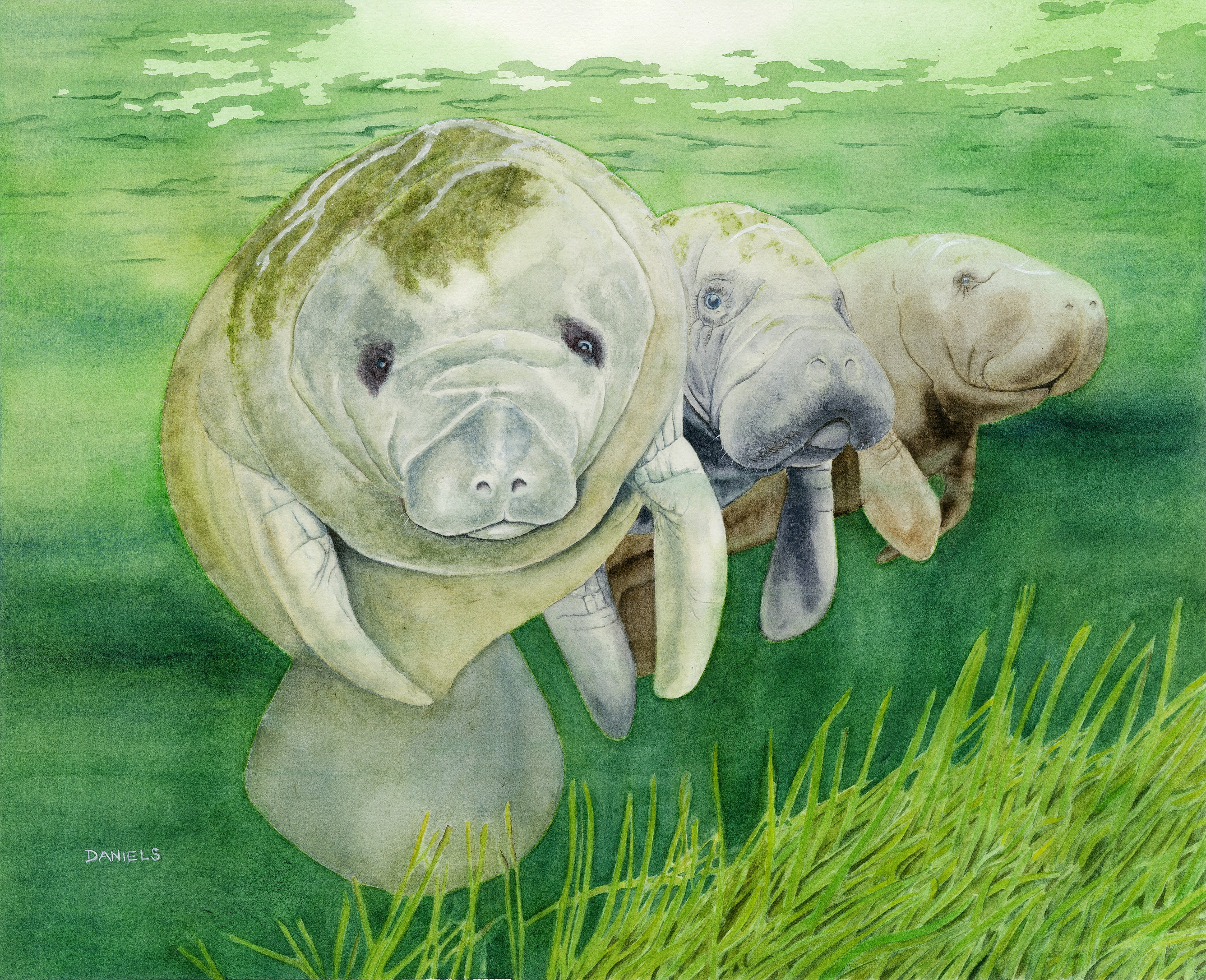 Manatees Art Print, Manatees Watercolor Print, Manatees Watercolor ...