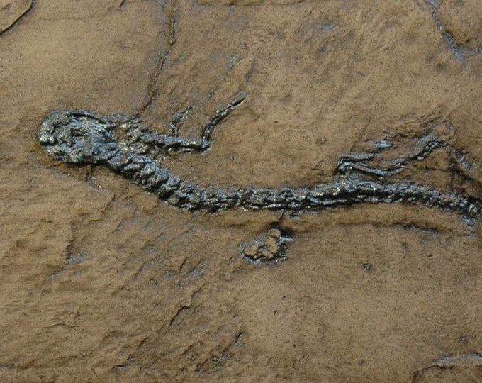 Salamander Replica From Messel Germany in Museum Quality Reptil Animal ...