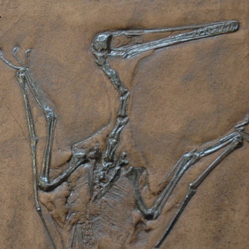 Scaphognathus Crassirostris Dino Fossil Replica in Museum - Etsy