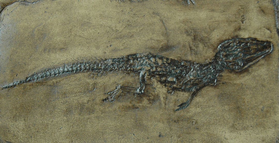 Crocodile Replica From Messel Germany in Museum Quality; Animal Fossils ...