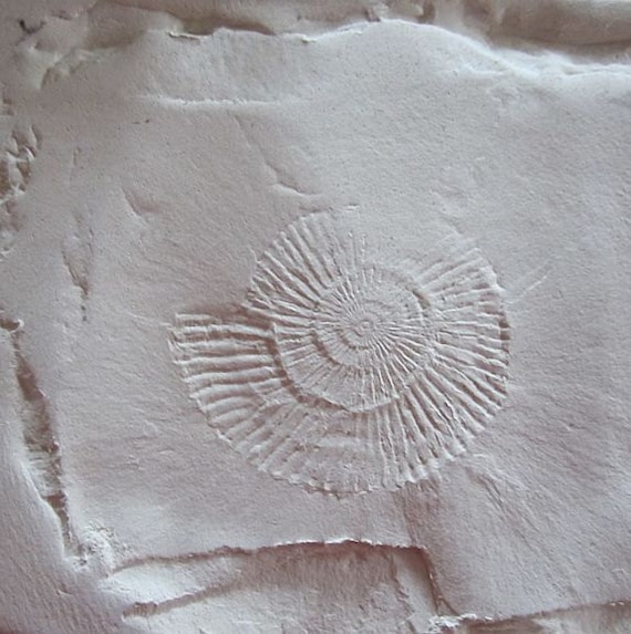 Ammonite Fossil Replica - Etsy