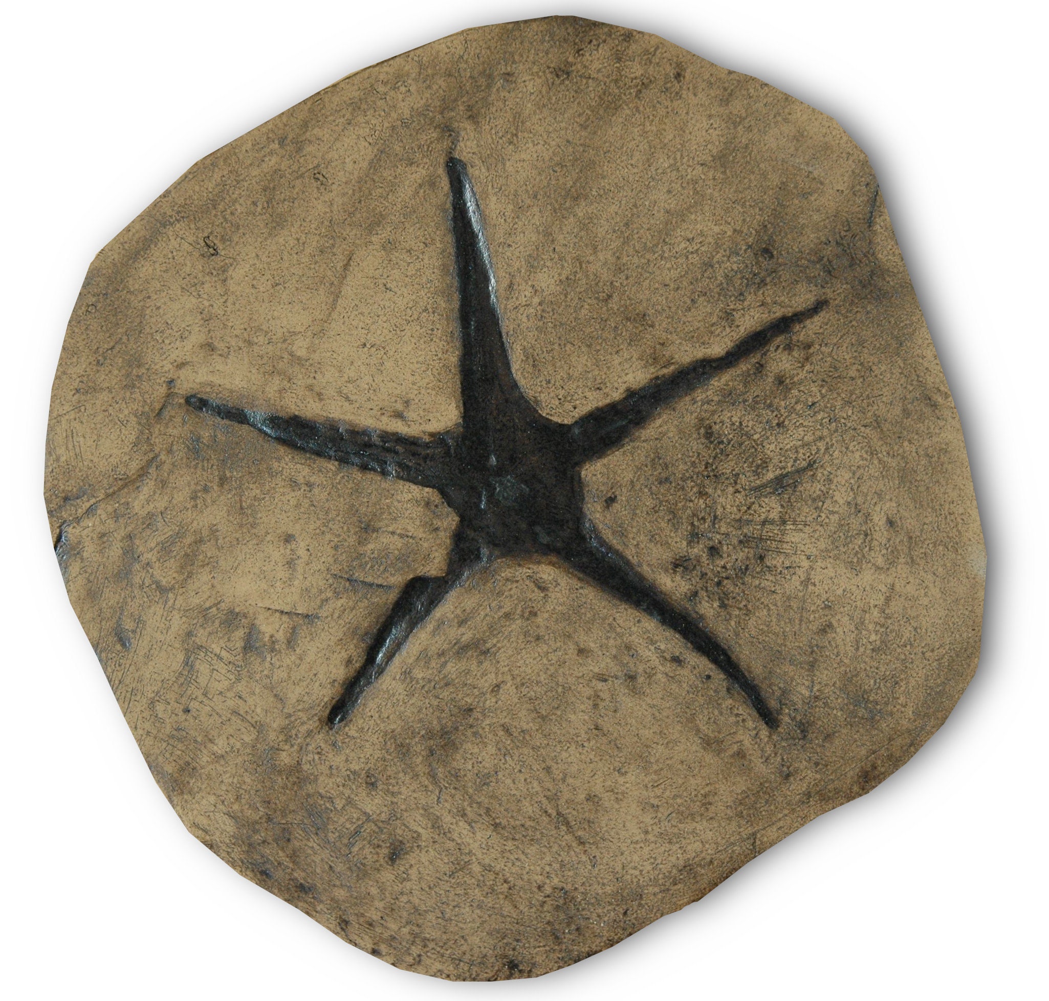 Asteroidea Fossils
