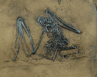 Salamander Replica From Messel Germany in Museum Quality | Etsy