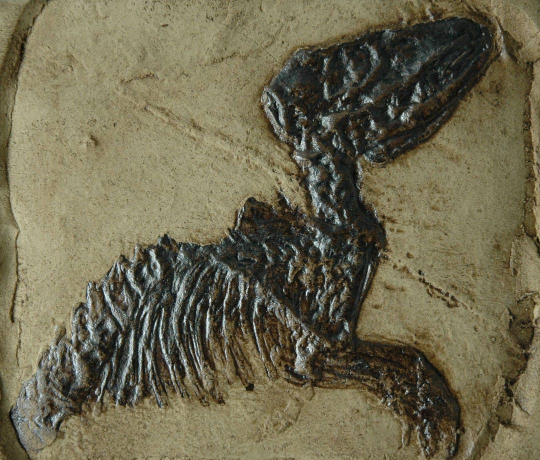 Mammal Leptictidium Fossil Replica in Museum Quality. Animal Fossil ...
