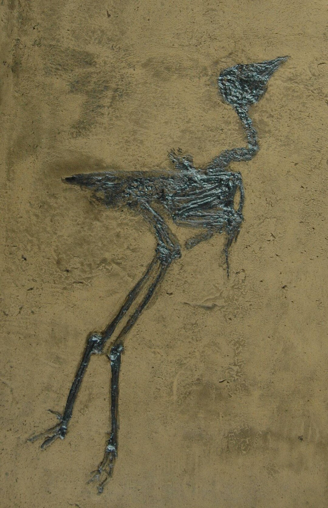 Bird Messelornis Cristata (grube Messel) Replica in Museum Quality ...