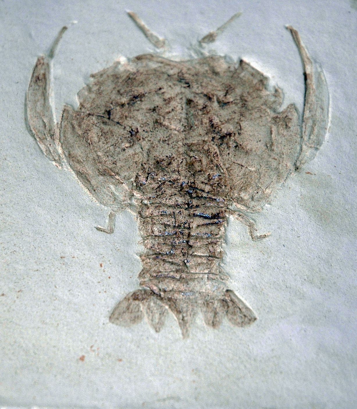 Jaekelopterus Rhenaniae Fossil