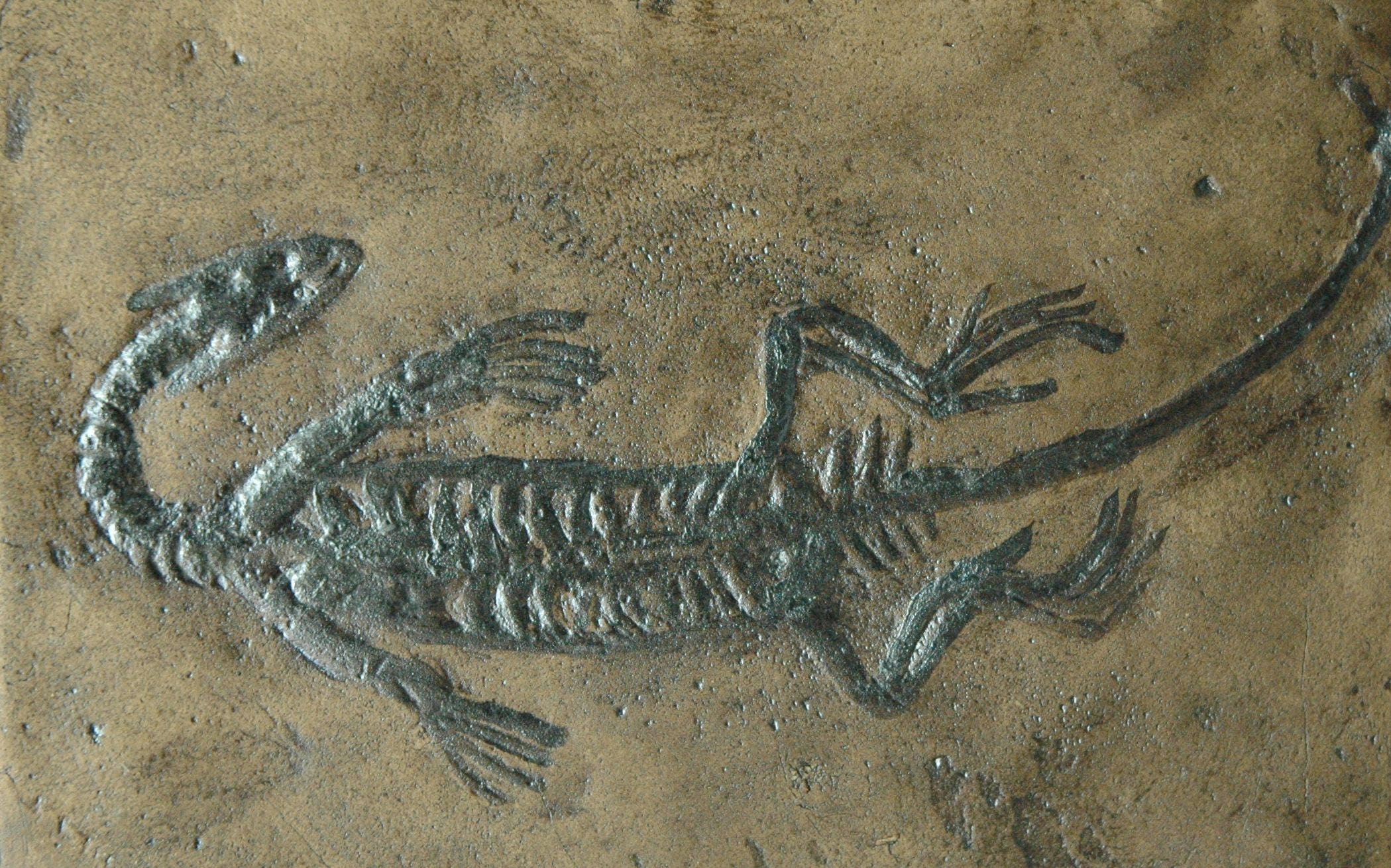 Miacis Fossil