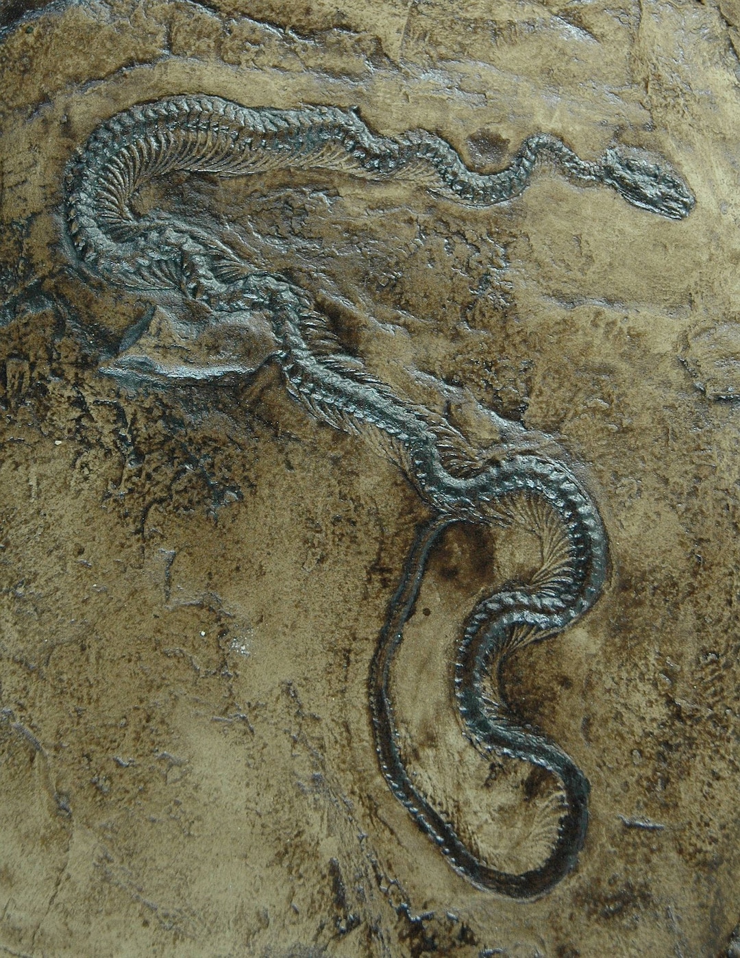 Snake Boa Replica From Messel Germany in Museum Quality; Fossils ...