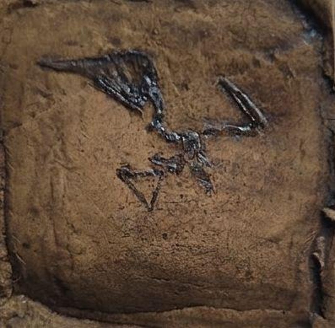 Bird Fossil Replica Reproduction in Museum Quality. Animal Fossil ...