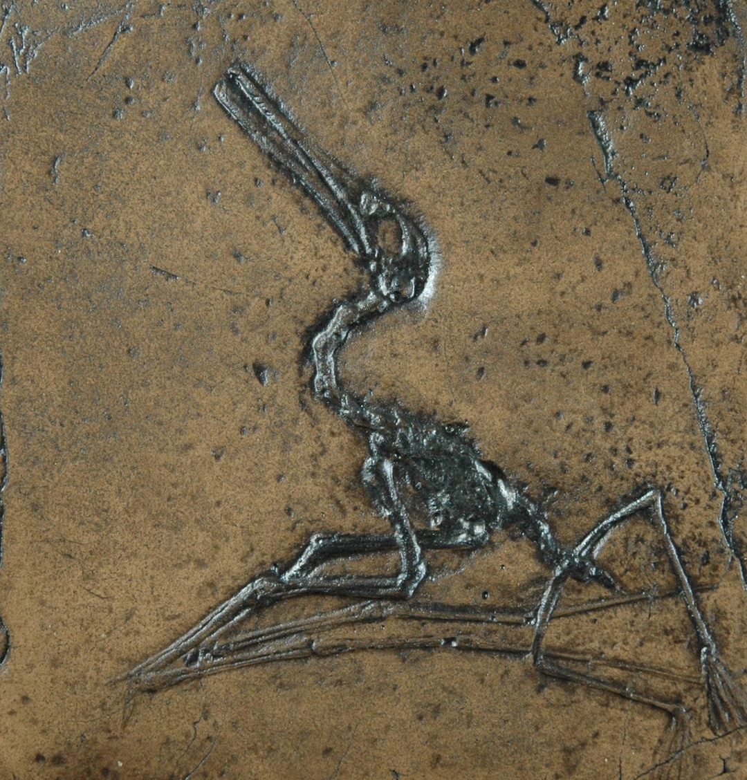 Pterosaur Ctenochasma Pterodactylus Dino Fossil Replica in Museum ...