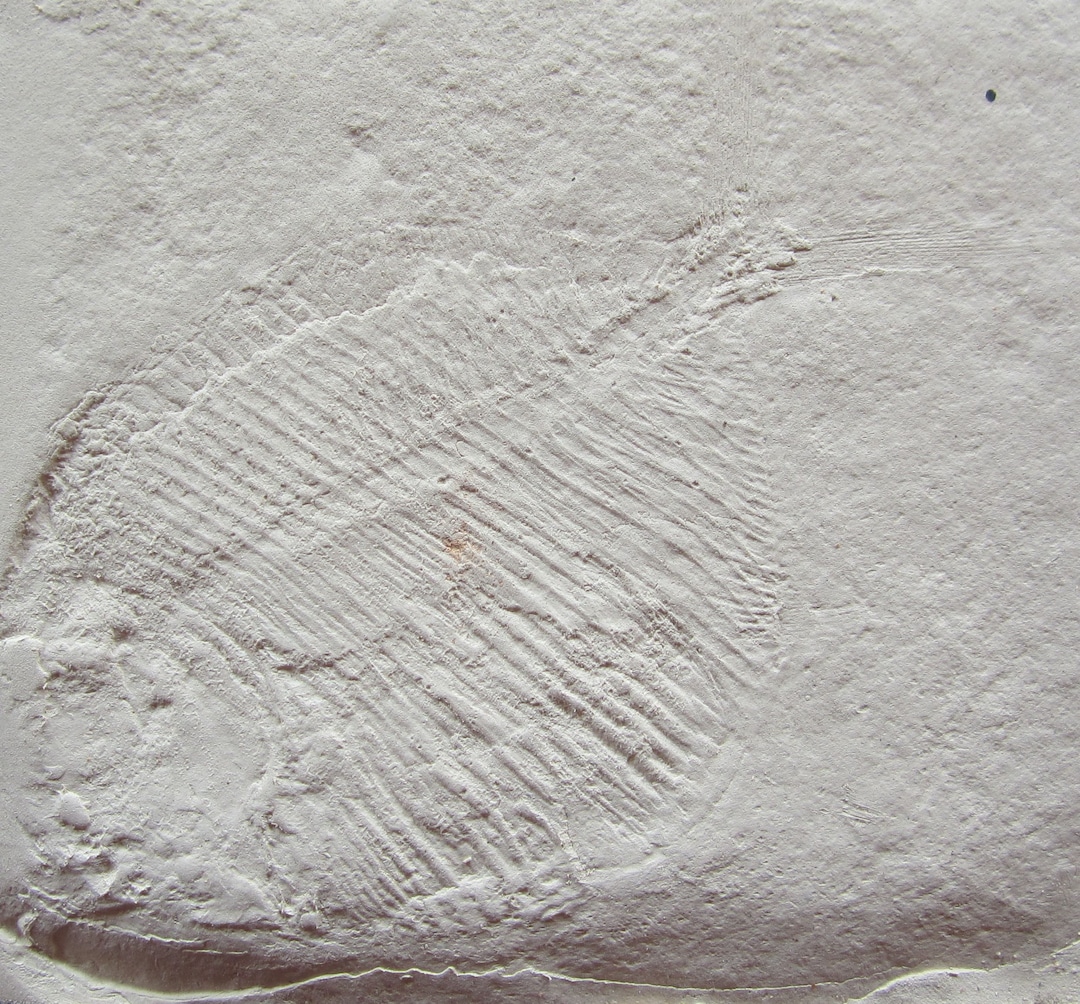 Fossil Replica of a Prehistoric Fish Gyrodus Hexagonus in Museum ...