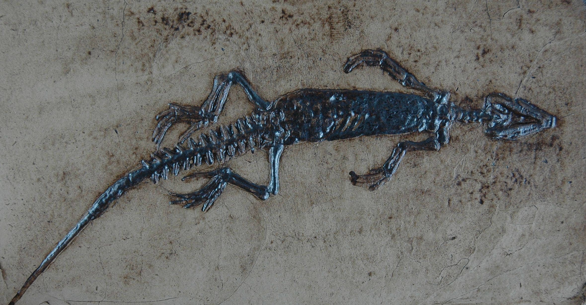 Lizard Fossils