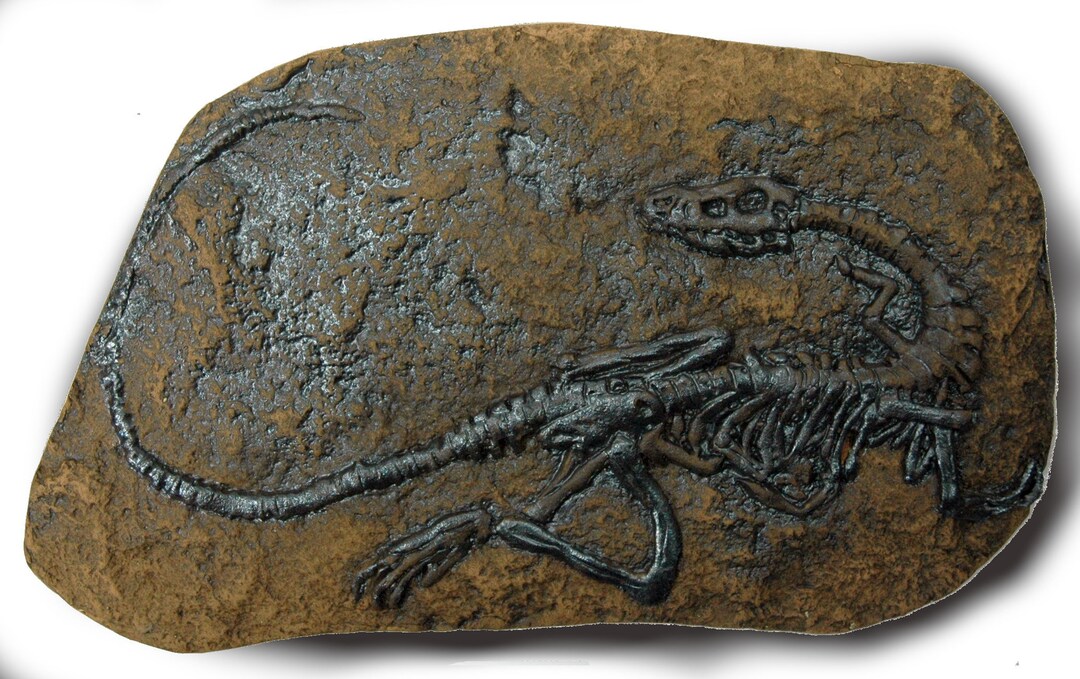 Lizard Fossil Replica Coelophysis; Fossils Imprint Animal Reptile Gift ...