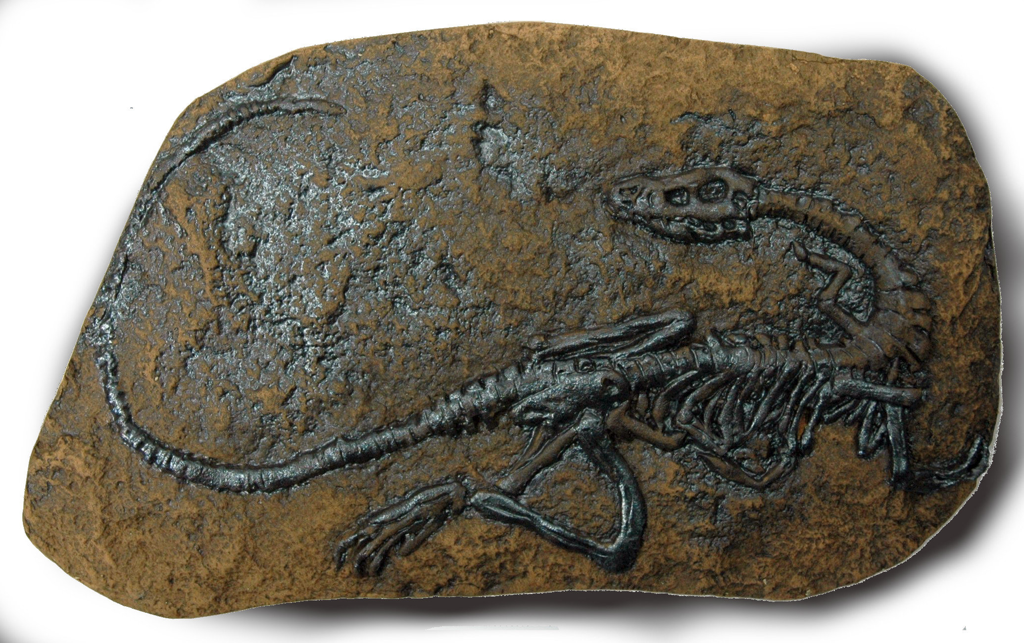 Lizard Fossils