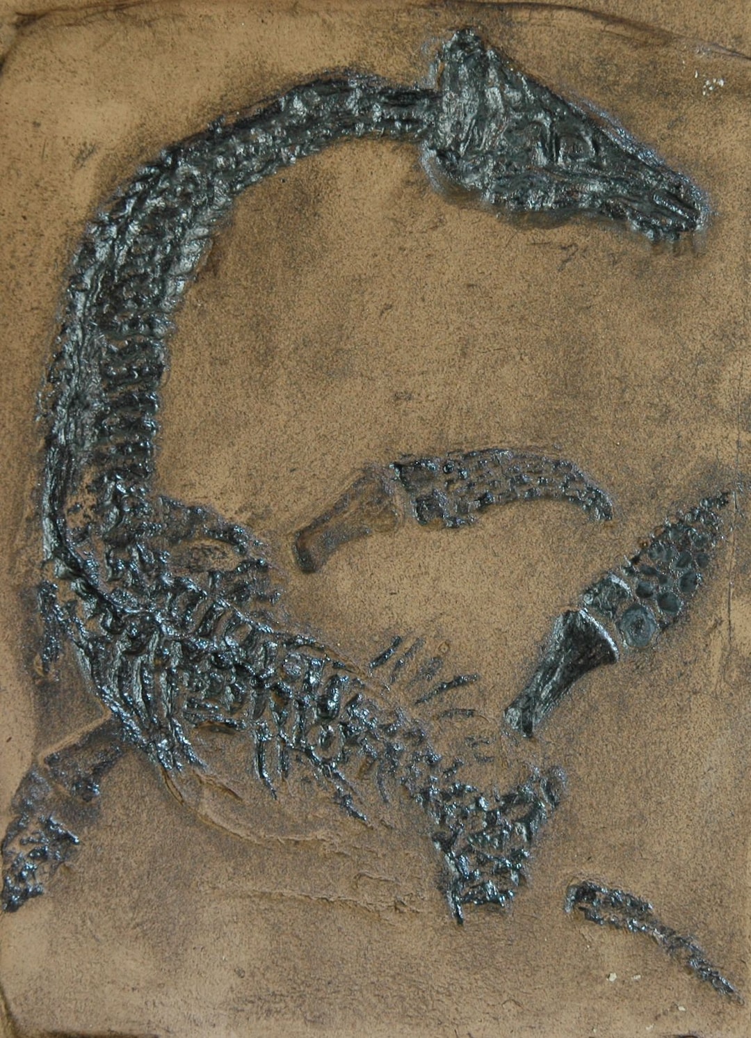 Plesiosaurus Dino Fossil Replica in Museum Quality. Animal Fossils ...