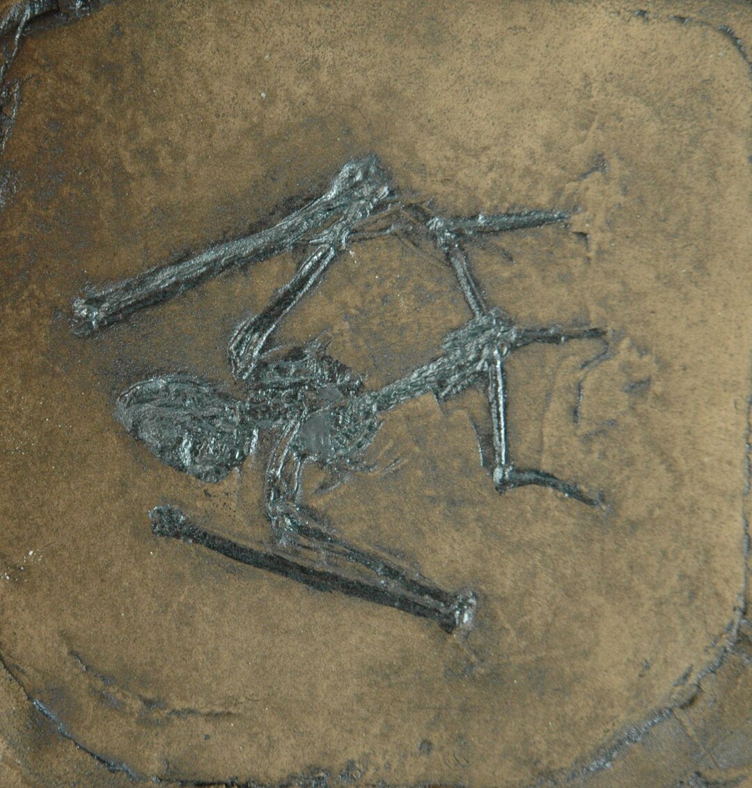 Bat Replica From Messel Germany in Museum Quality; Fossils Imprint ...