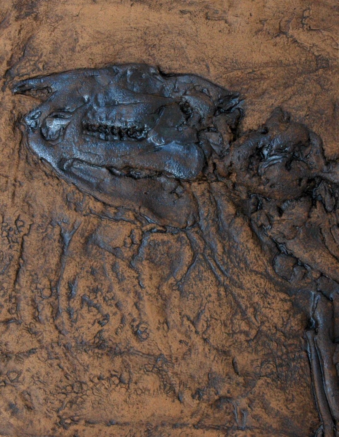 Mammal Propalaeotherium Fossil Replica in Museum Quality. Horse Messel ...