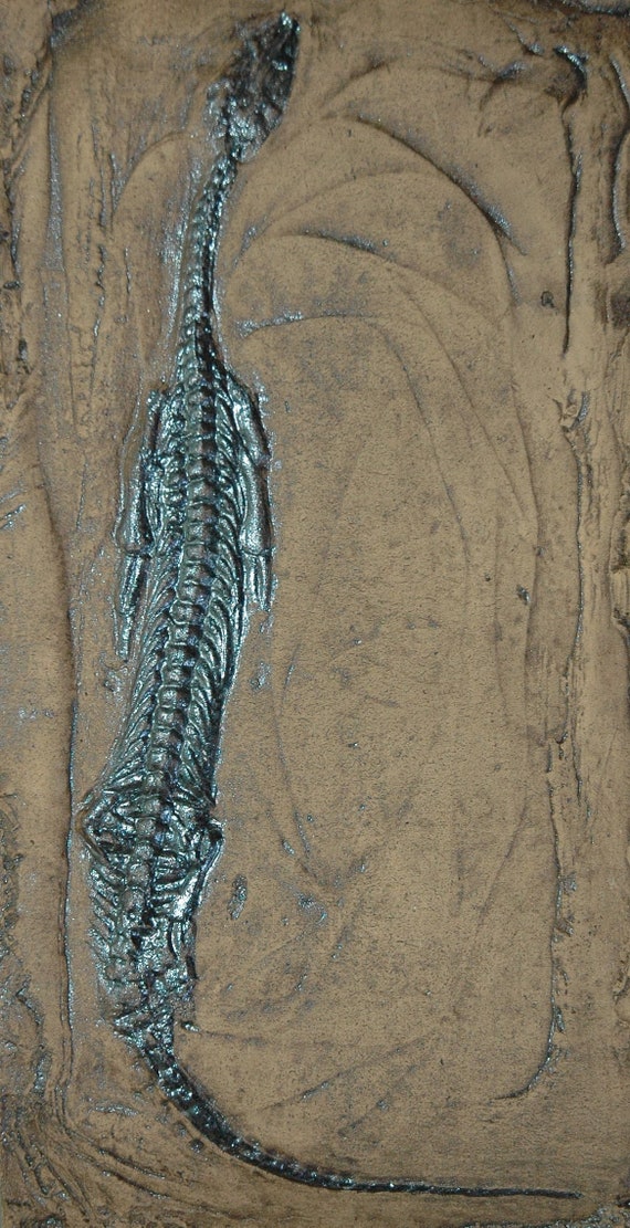 Nothosaur Reproduction Skeleton Fossil Replica in Museum - Etsy UK