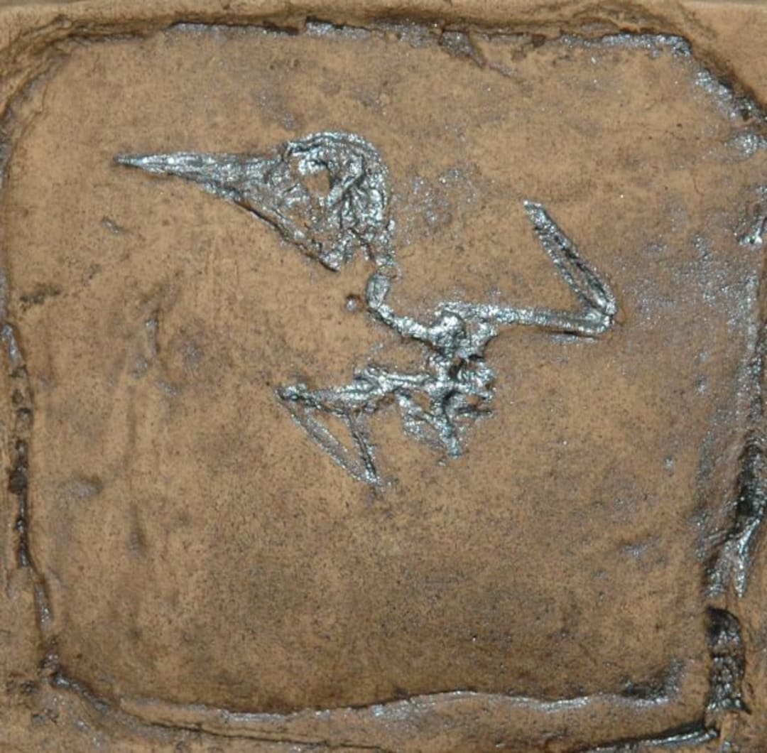 Bird Fossil Replica Reproduction in Museum Quality. Animal Fossil ...