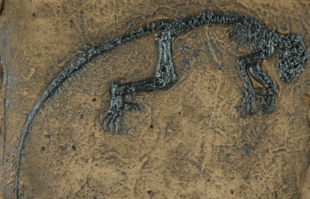 Mammal Ida Ape Lemur Fossil Replica in Museum Quality. Animal - Etsy