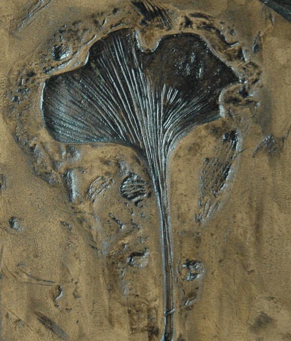 Ginkgo Fossil Replica - Etsy
