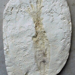 Fossil Replica of a Prehistoric Cuttlefish Squid in Museum Quality ...