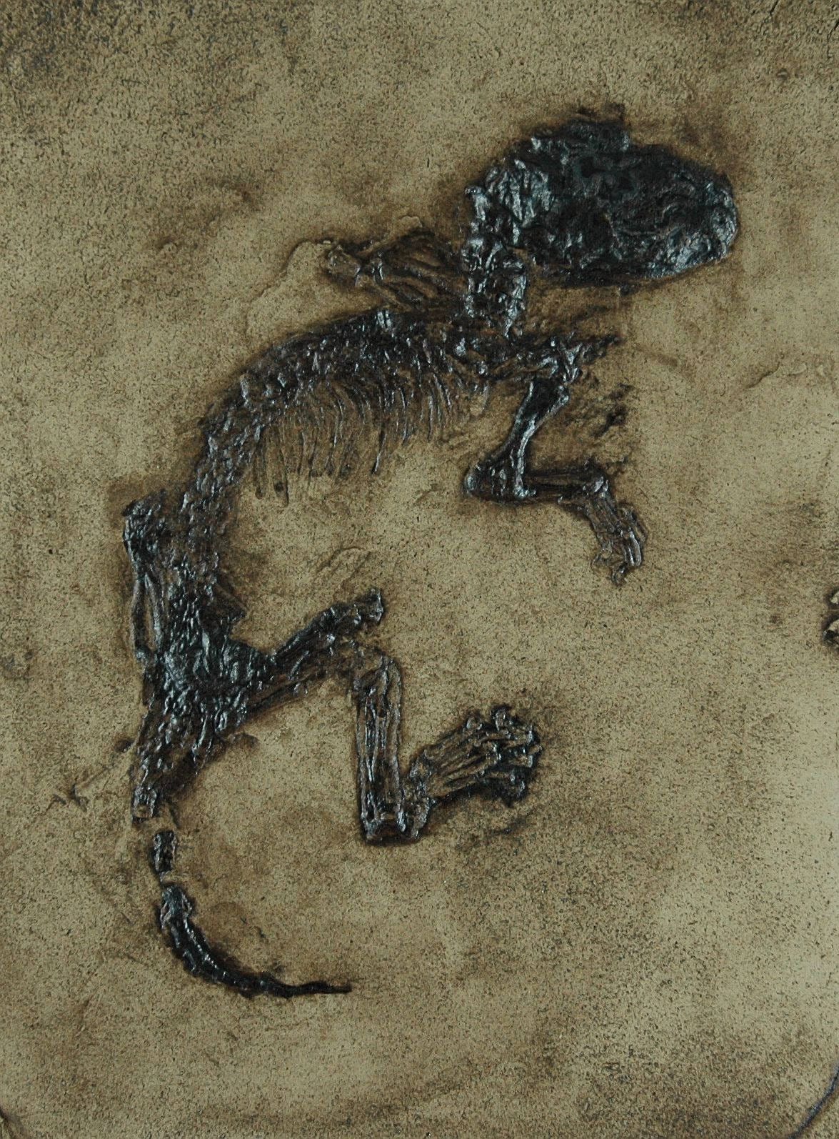 Miacis Fossil
