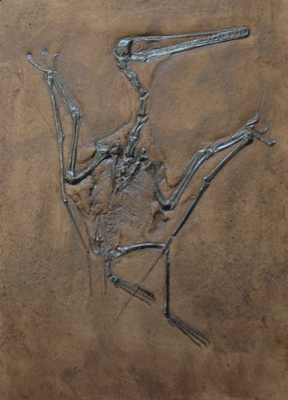Pterosaur Fossil Replica