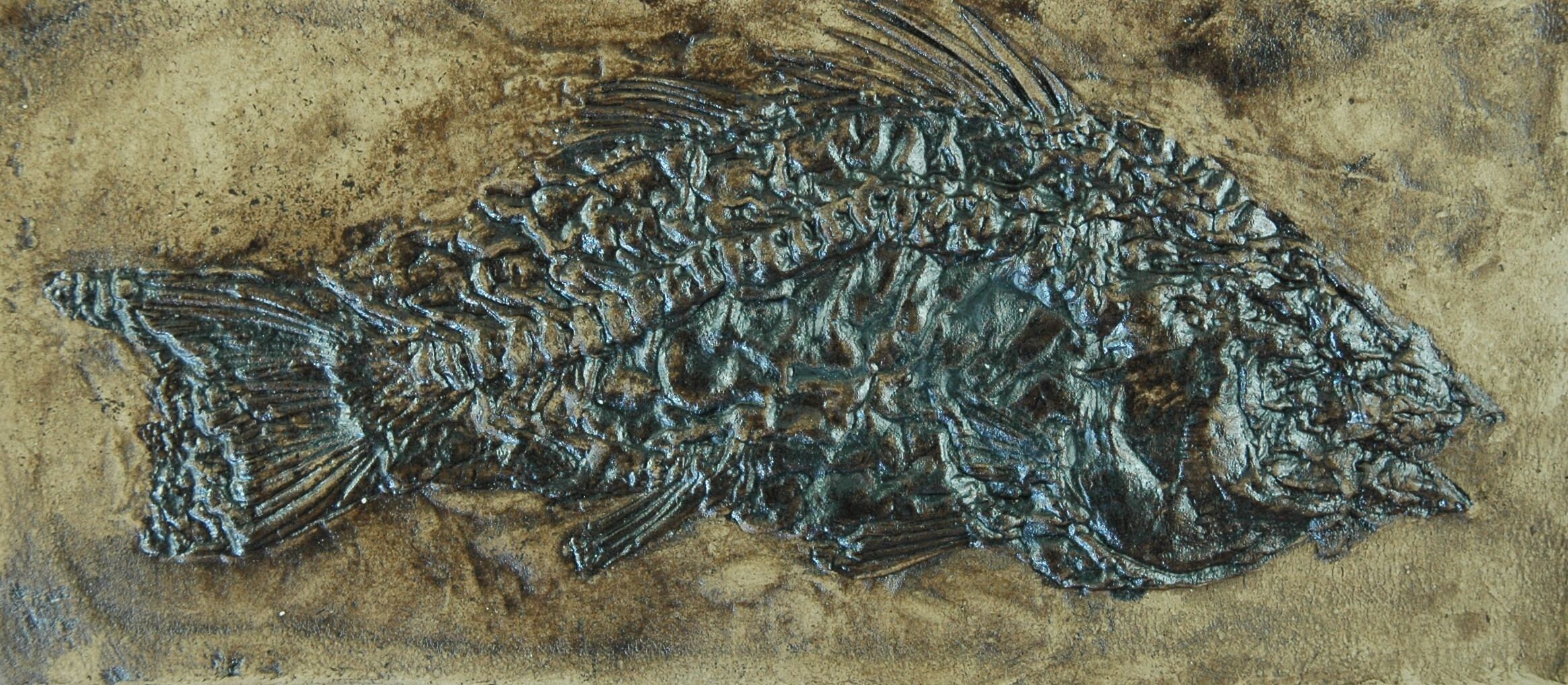 Fisch Fossil aus der Grube Messel Amphiperca multiformis - Etsy