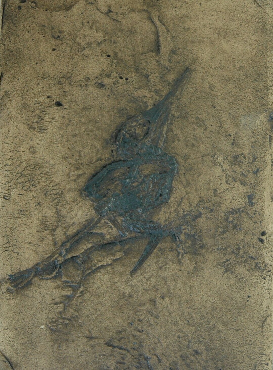 Bird (grube Messel) Replica in Museum Quality; Animal Fossil, Imprint ...