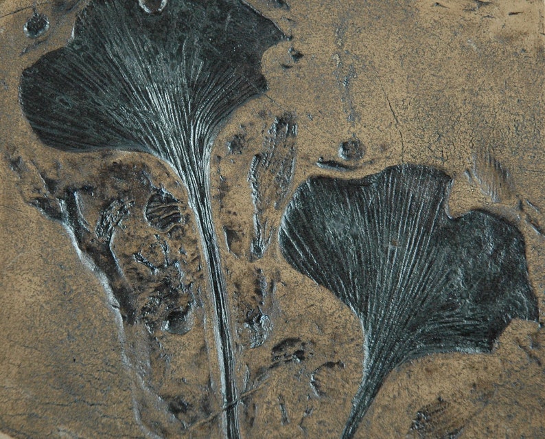 Ginkgo Fossil Replica in Museum Quality gift. imprint plant | Etsy