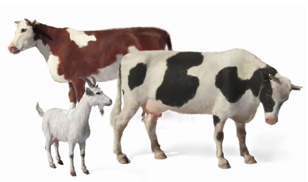 Scale Figures Figure Scale 1/35 Domestic Animals Milk Cow Ewe Plastic ...