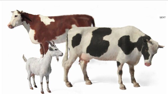 Scale Figures Figure Scale 1/35 Domestic Animals Milk Cow Ewe - Etsy