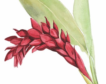Red Ginger Flower - Etsy