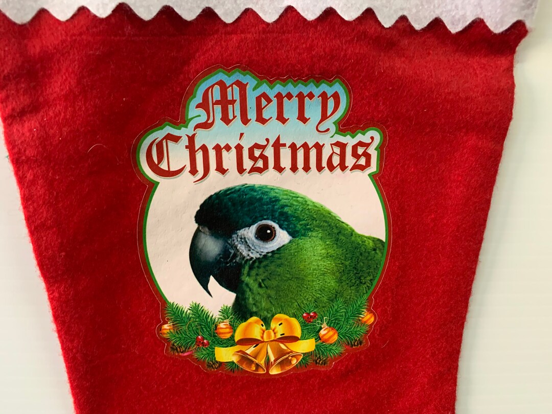 Hahn's Macaw red-shouldered Macaw Parrot Exotic Bird Holiday Christmas ...