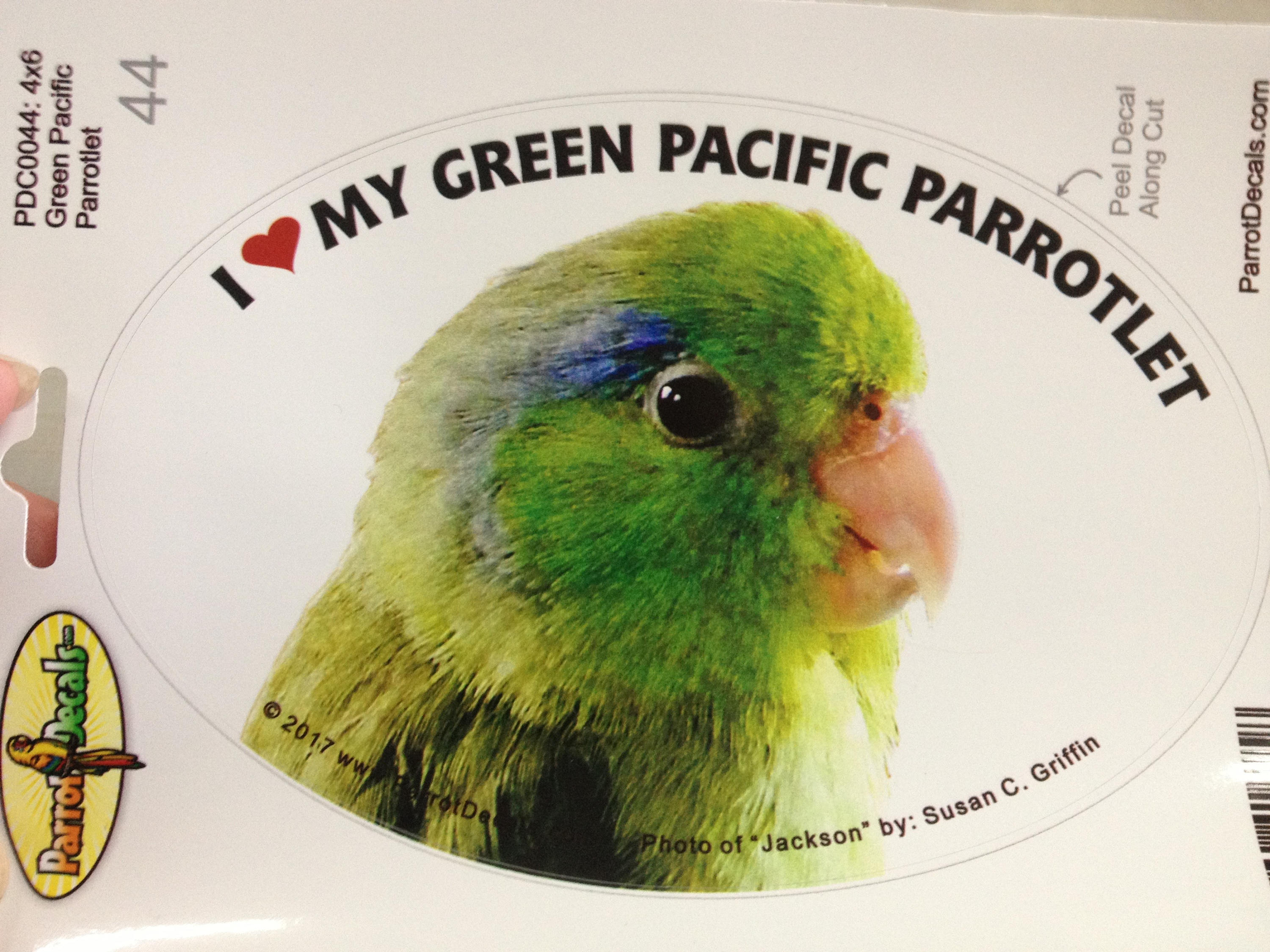 Green Pacific Parrotlet