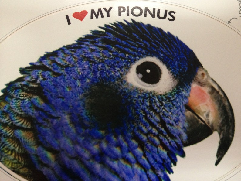 Blue Headed Pionus Parrot Exotic Bird Vinyl Decal Bumper Sticker - Etsy
