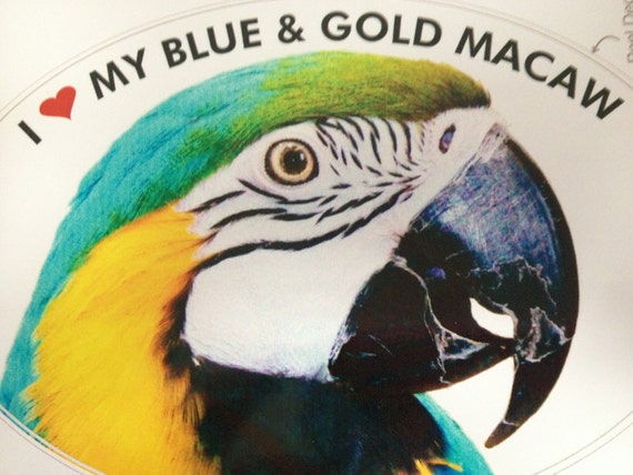 Blue & Gold Macaw Parrot Exotic Bird Vinyl Decal Bumper | Etsy