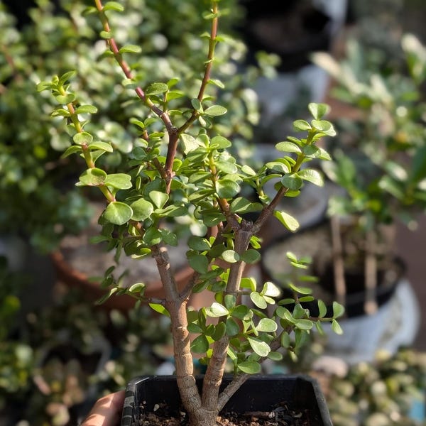 House Plants Dwarf Jade Bonsai - Etsy