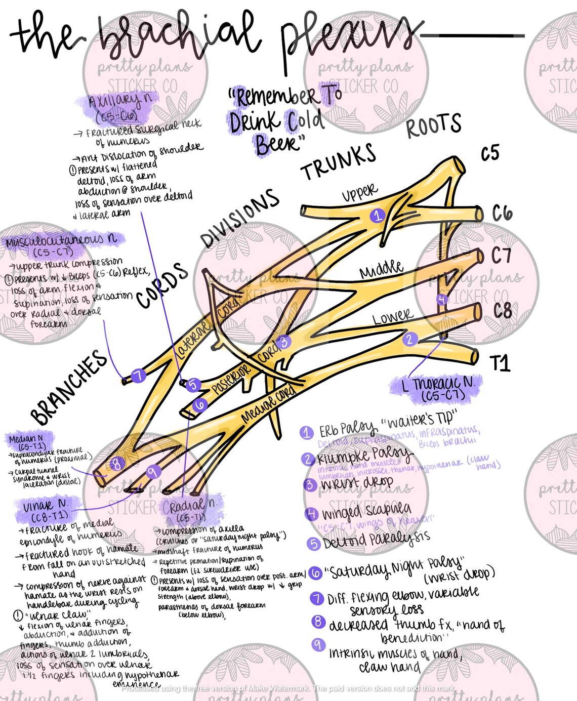 Neurology Notes: Med School Quick Reference Guide (PDF) - Etsy
