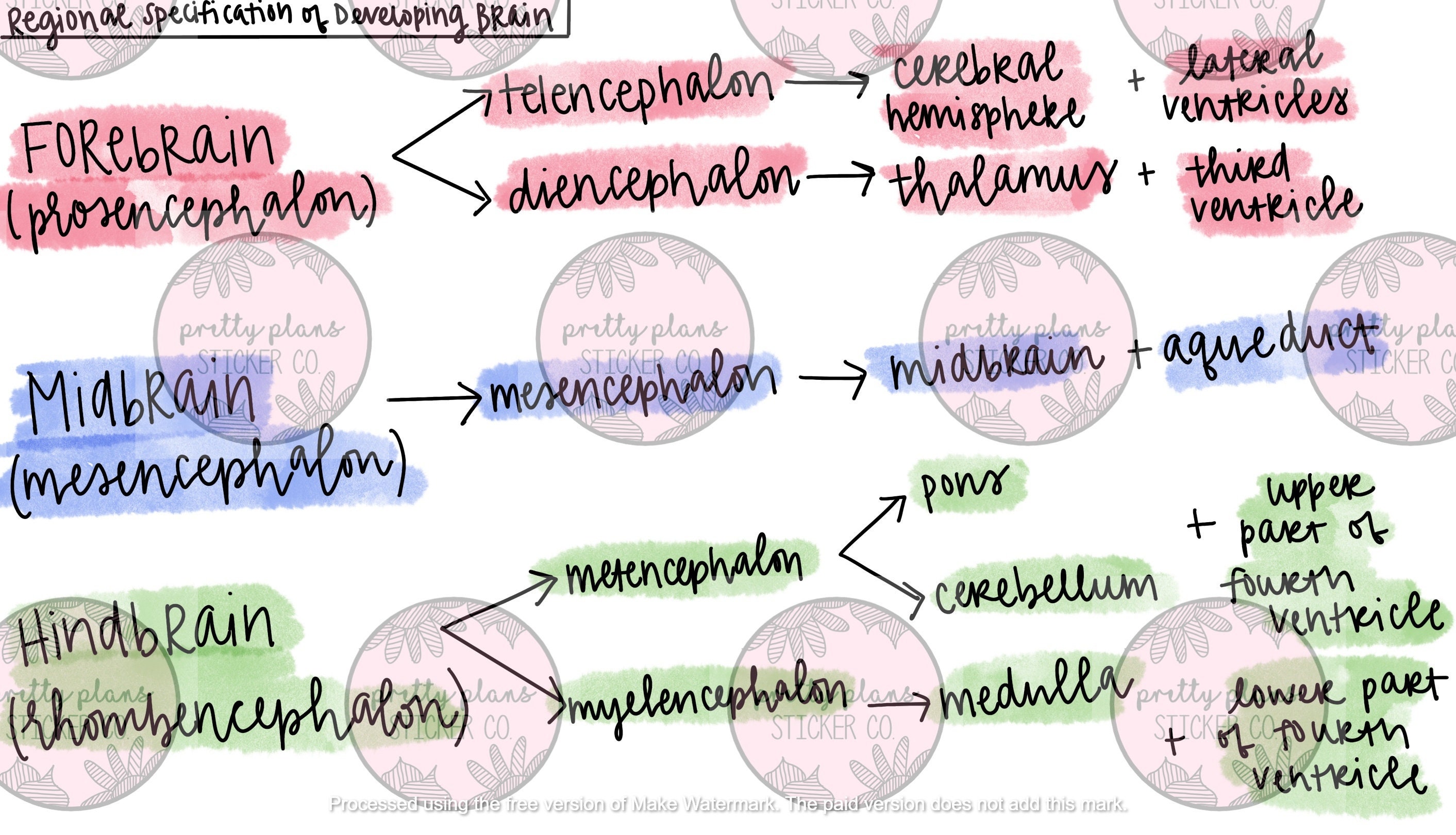 Neurology Notes: Med School Quick Reference Guide (PDF) - Etsy