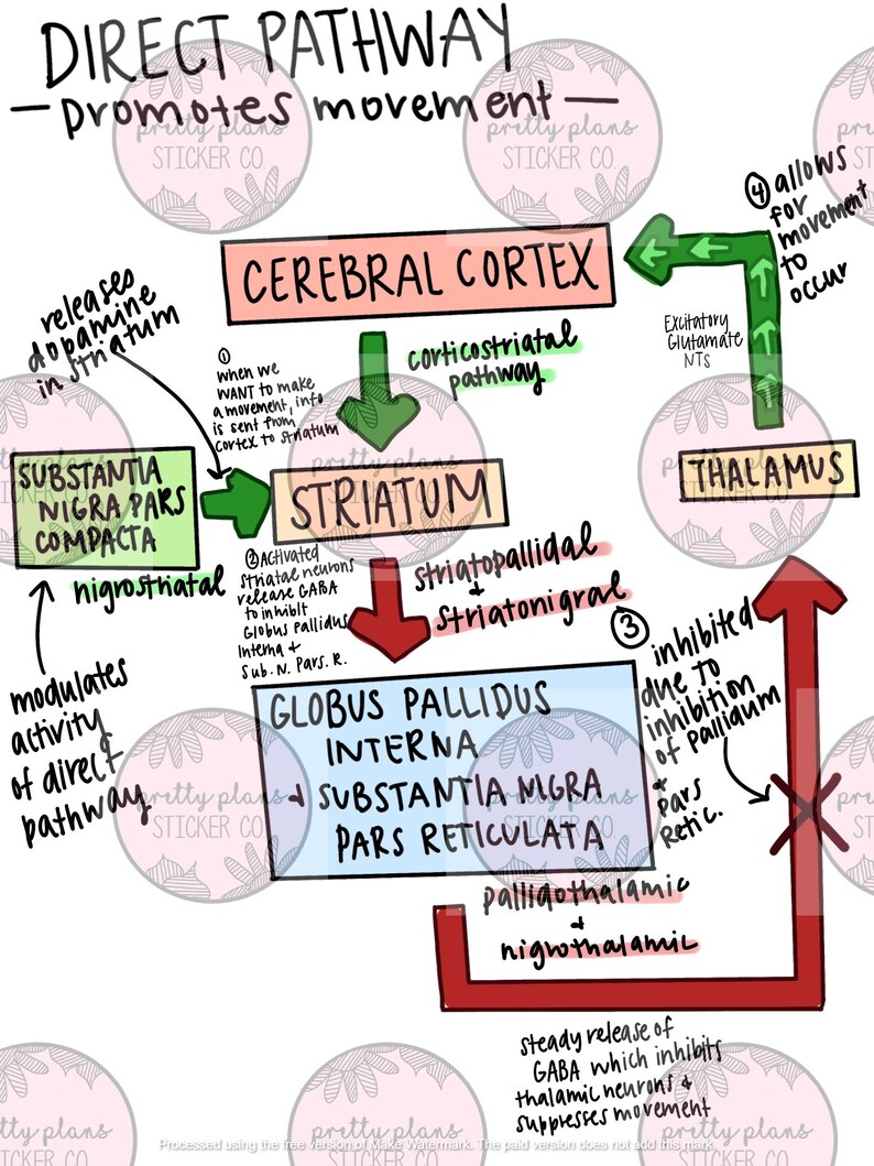 Neurology Notes: Med School Quick Reference Guide (PDF) - Etsy