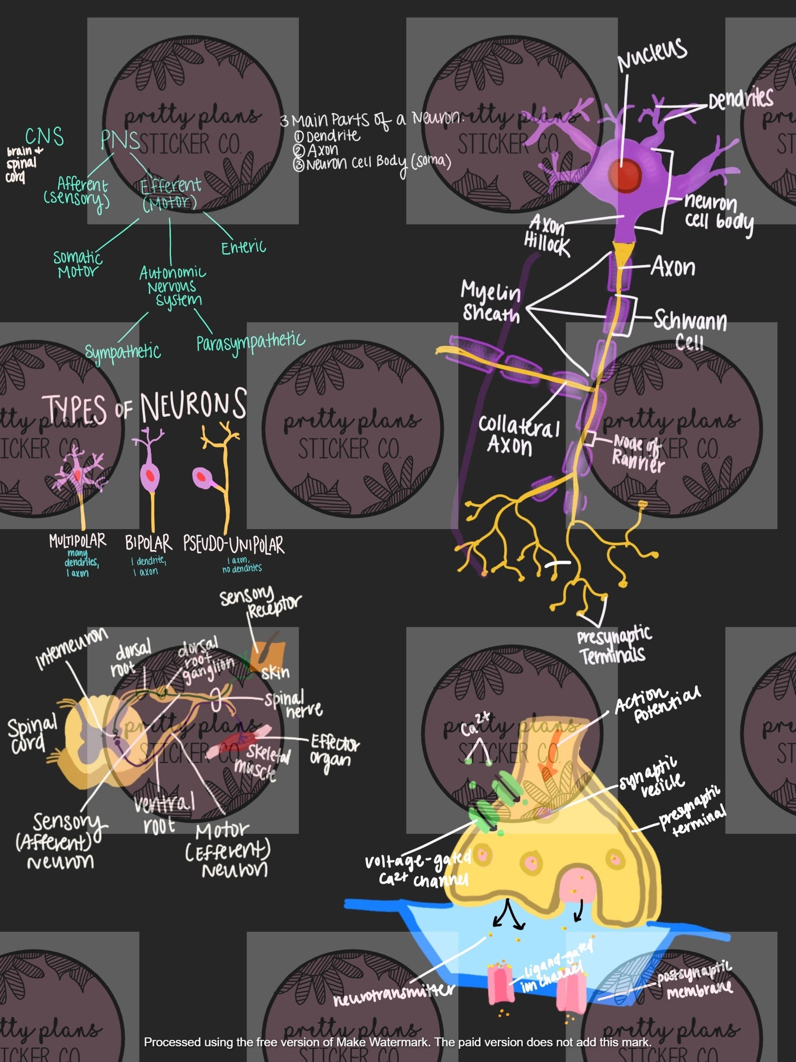 Neurology Notes: Med School Quick Reference Guide (PDF) - Etsy
